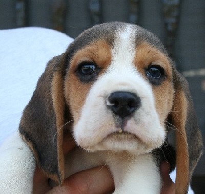 Beagle & pug puppies for sale ,highly pedigreed , very healthy in Andra ...